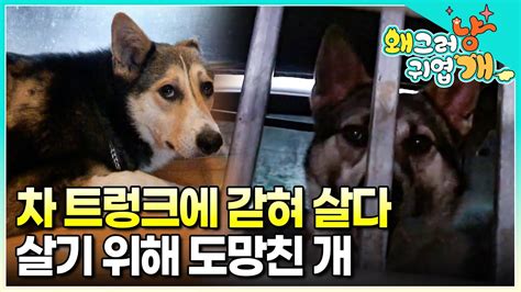 자동차 트렁크에 가둬놓고 막대기로 찔렀다고 사냥이 있을 때만 트렁크에서 나올 수 있었던 사냥개 살기 위해 스스로 세상