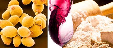 Saccharomyces Cerevisiae Characteristics Morphology And Uses