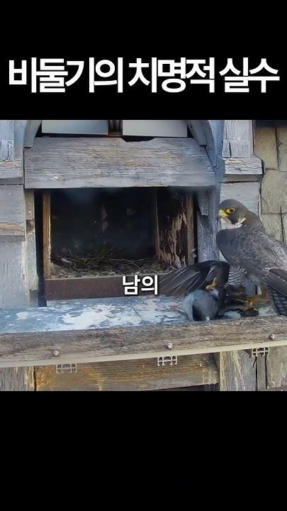 비둘기의 치명적인 실수 Youtube