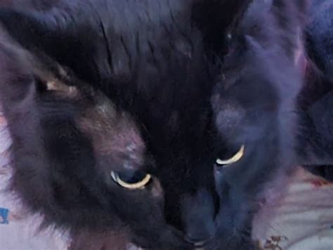 I Am Binx The Cat On Tumblr