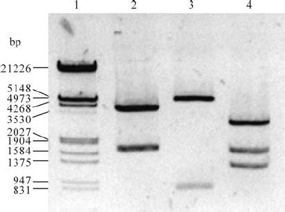 Identification Of Construct PGEX 6p Borf1 1 DNA Marker 2 Pst I Download Scientific Diagram