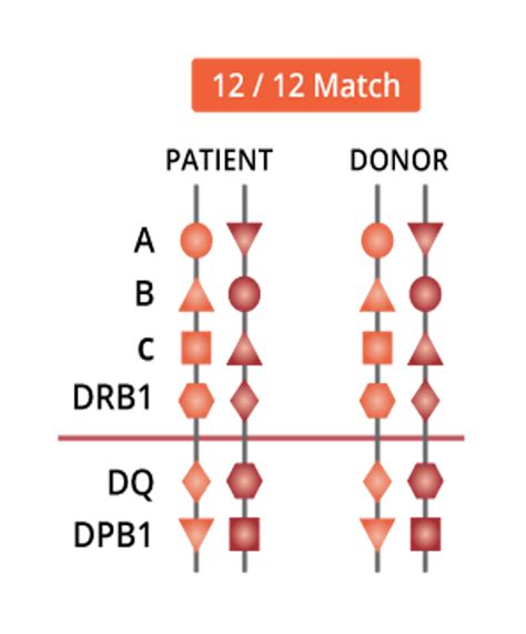 2g Molecular Genetics Hla Typing Genoverse