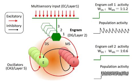 Figure 2 From How Does The Sparse Memory “engram” Neurons Encode The