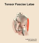 The Tensor Fasciae Latae Muscle Of The Hip