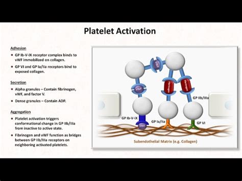 Fibrinogen Platelet