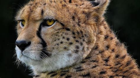 حقائق ممتعة عن حيوان الفهد اسرع مخلوق على وجه الارض Youtube