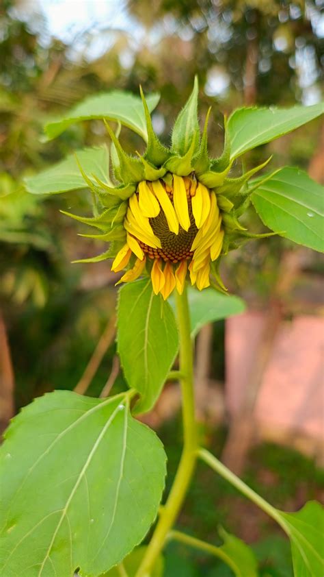 G A R D E N F E A T H E R S