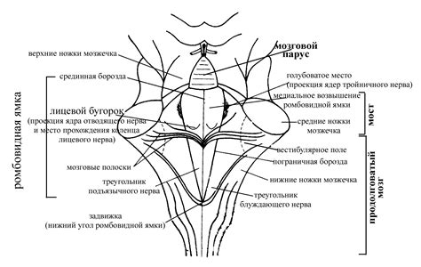 Функциональное значение ромбовидного мозга