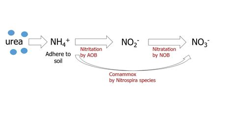 Using Turfgrass Root Exudates To Decrease Nitrogen Losses Turfgrass Science