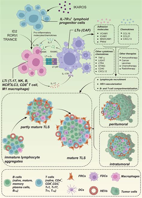 Frontiers Tertiary Lymphoid Structures Are Critical For Cancer