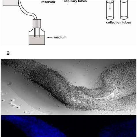 The Bioreactor System A A Diagram Of The Experimental Set Up And Download Scientific