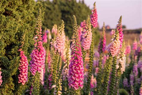 Foxglove Flower Growing Guides Tips And Information Gardeners Path
