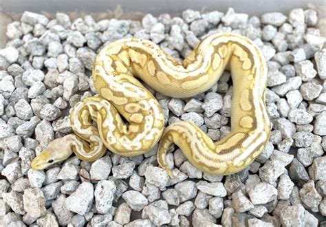 Puzzle Banana Pewter Lesser Ball Python By Adam Chesla Reptiles