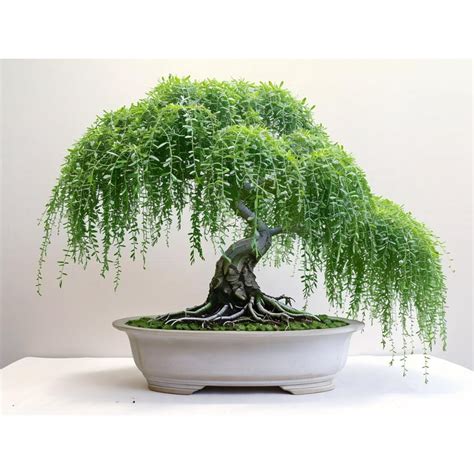 Weeping Willow Bonsai New Green Weeping Willow Bonsai Imgur