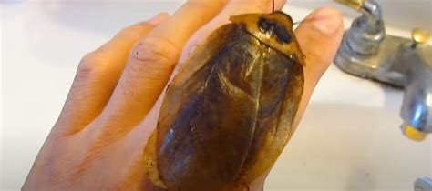 World Biggest Cockroach Larger Than Guinness Book Apb