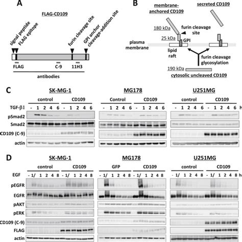 Cd109 Attenuates Tgf β1 Signaling And Enhances Egf Signaling In Sk Mg 1