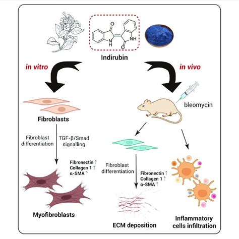 Indirubin Ameliorates Bleomycin Induced Pulmonary Fibrosis