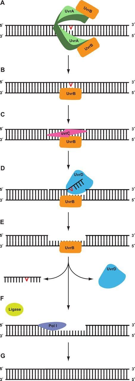 Schematic Of The Bacterial NER Pathway In Response To DNA Damage A
