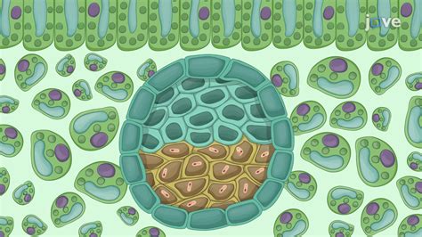 Video Extraction Of Genomic Dna From Plant Leaf Tissue Infected With