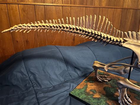 Protoceratops Skeleton Etsy