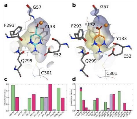 Protein Ligand Interaction Modeling Cd Biosynsis