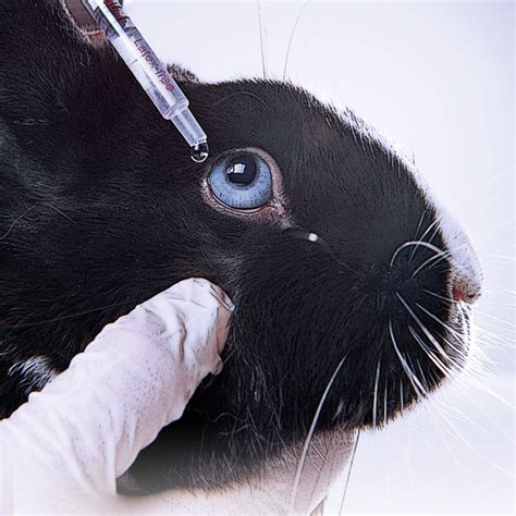 Animal Testing Makeup Cruelty Free Skin Care Products In 2024
