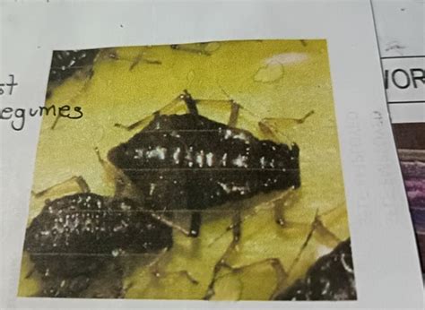 Insects Pest Flashcards Quizlet