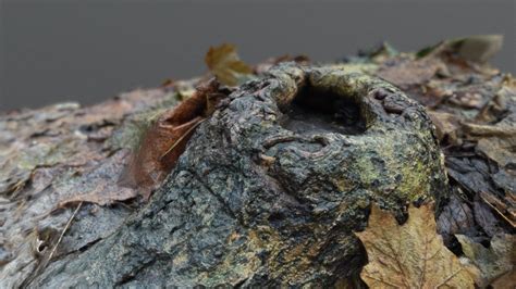 3d Scan Root With Leaves Download Free 3d Model By Breadwollo