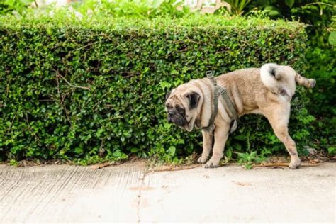 Dog Poops On Concrete What To Do