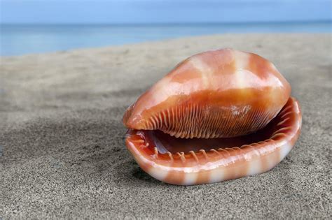 Conch Shell On The Beach