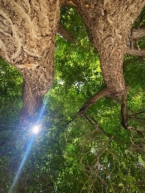 Elm Tree Nature Free Photo On Pixabay Pixabay