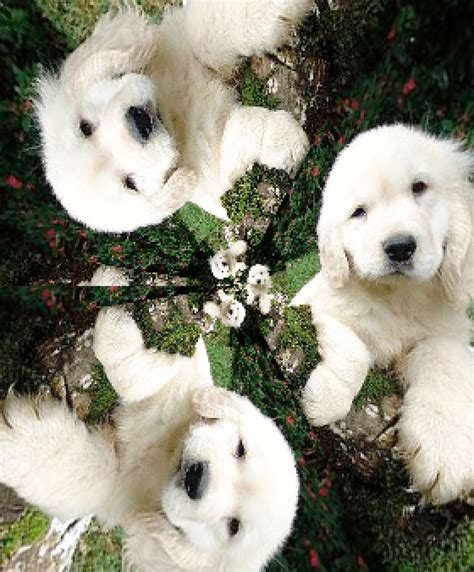 Complextransformimage Wolfram Function Repository