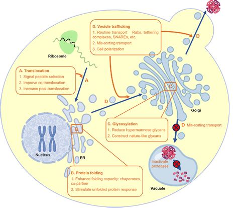 Figure 2 From Engineering Saccharomyces Cerevisiae For Efficient