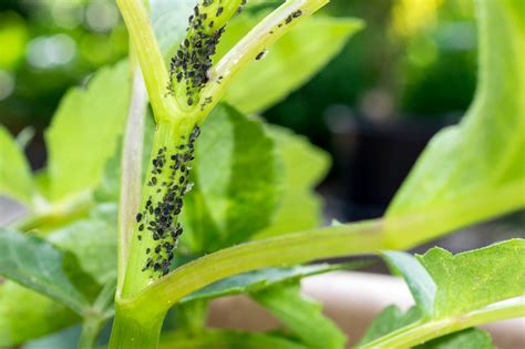 Common Garden Pests To Look Out For This Spring