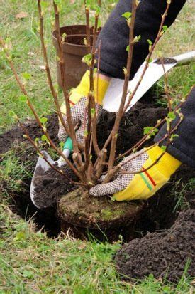 How To Plant A Bush Or Shrub Planting Shrubs Plants Shrubs