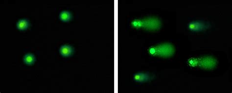 Comet Assay Slides 3 Well