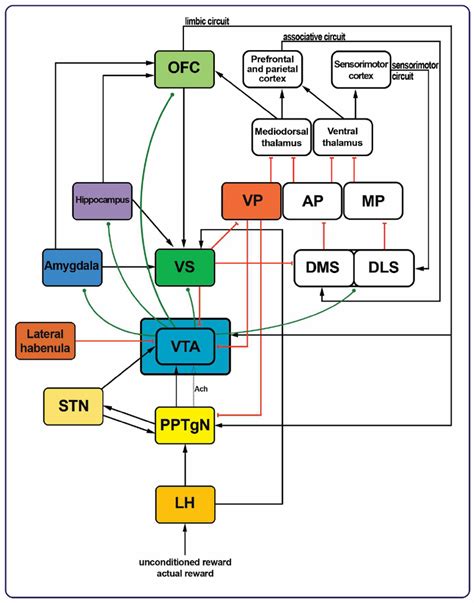 Neurobiological Correlates Of Model Free And Model Based Reinforcement Download Scientific