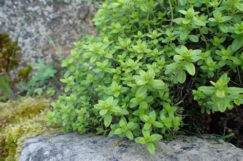 Чабрец (тимьян)? 12 лечебных свойств, польза и вред для организма