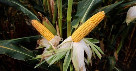 Innovative Insect Control Traits Deliver Strong Performance Against Key