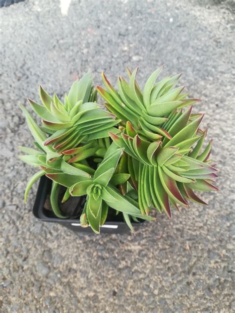 Crassula Capitella Red Pagoda 10cm Square Tulip Garden Centre