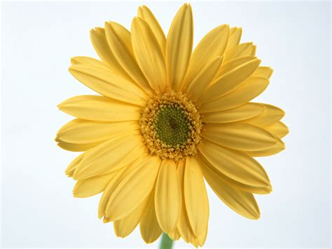 Single Flower Wallpaper Images