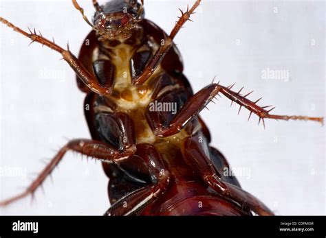June 17 2011 Roseburg Oregon Us A Large Live Oriental Cockroach