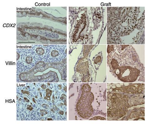 Endodermal Differentiation Of Hes Cell Derived Definitive Endoderm Download Scientific Diagram