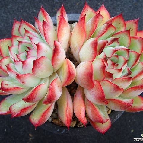 매력적인 색감을 뽑내는 모란 황홀한연꽃 Succulent 엑스플랜트 Kr Facebook