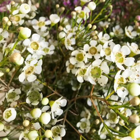 Chamelaucium Wax Flower Garden Express Onlline Nursery