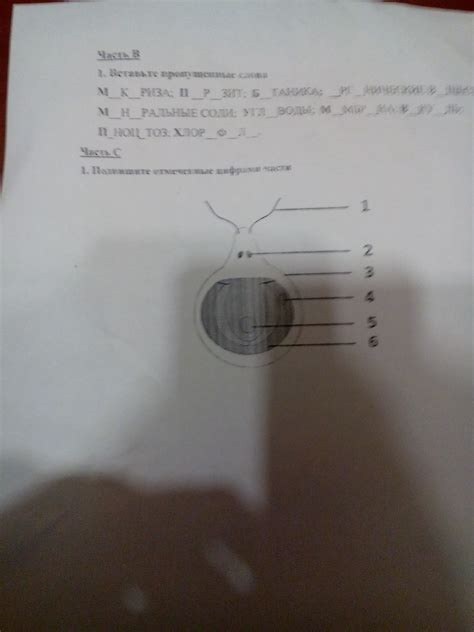 подпишите отмеченные цифрами части Школьные Знания Com