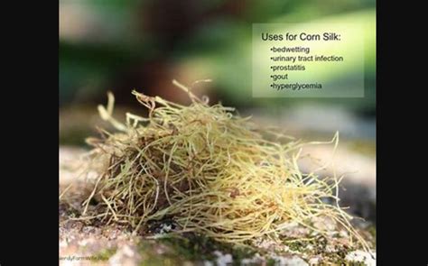 Medicinal Use Of Corn Silk Stigma Maydis Meziesblog