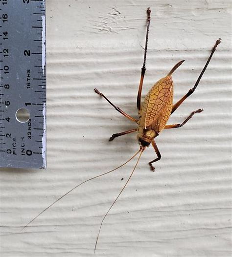 Bugged Bugguidenet