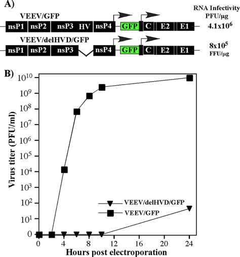 Deletion Of The Entire Veev Hvd Has A Deleterious Effect On Veev