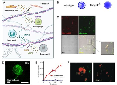 Potential Cell Candidates With High Ecm Degradation Ability A
